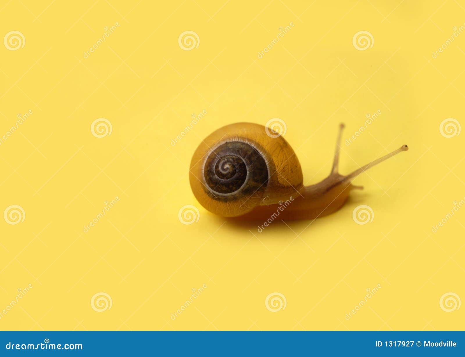 Animales - Caracol En Amarillo Imagen de archivo - Imagen de fangoso ...