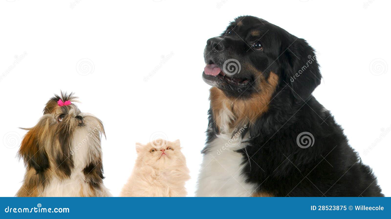 Animales curiosos imagen de archivo. Imagen de adorable - 28523875