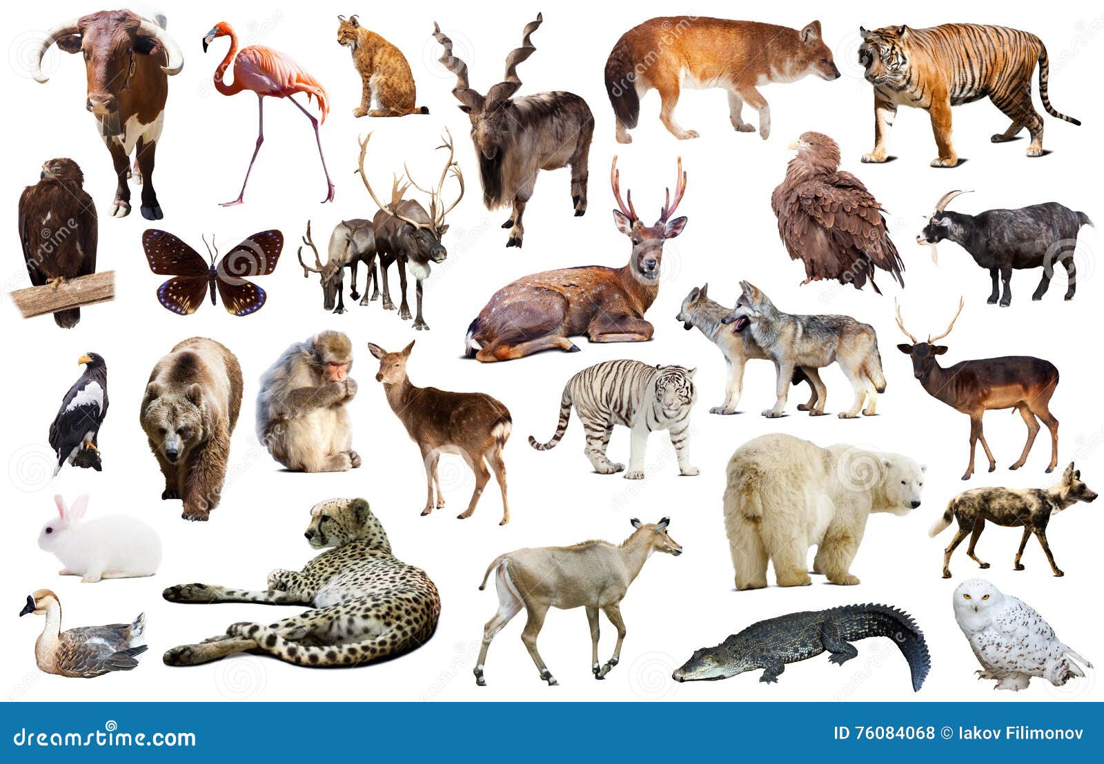 Animales de Asia aislados foto de archivo. Imagen de peacock - 76084068