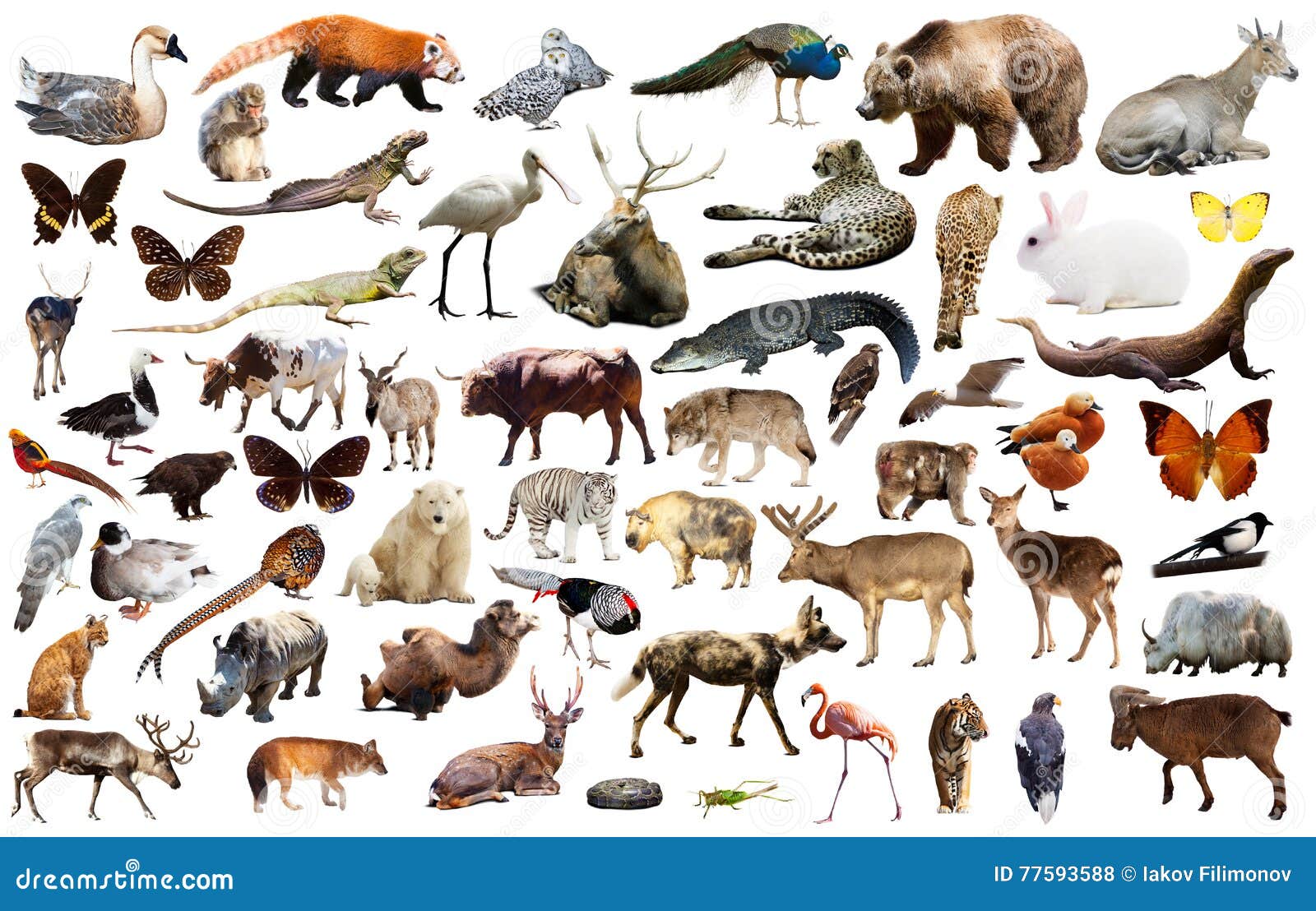 Animales de Asia aislados foto de archivo. Imagen de herbivoro - 77593588