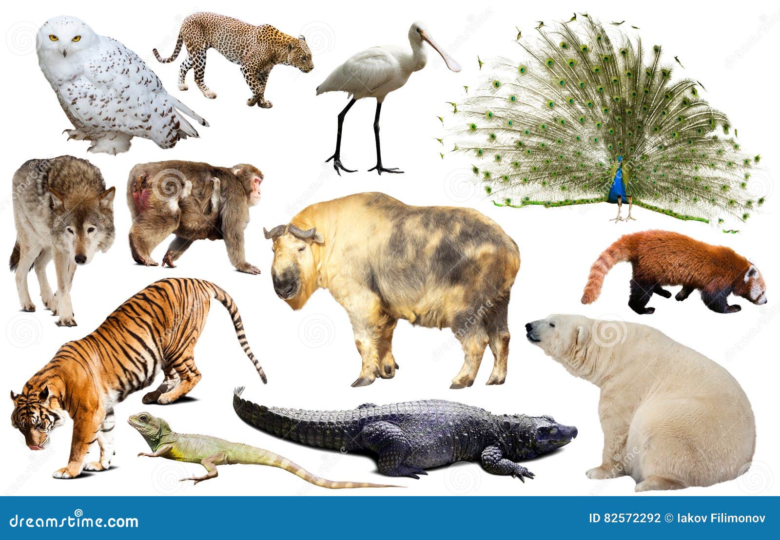 Animales de Asia aislados foto de archivo. Imagen de vuelo - 82572292