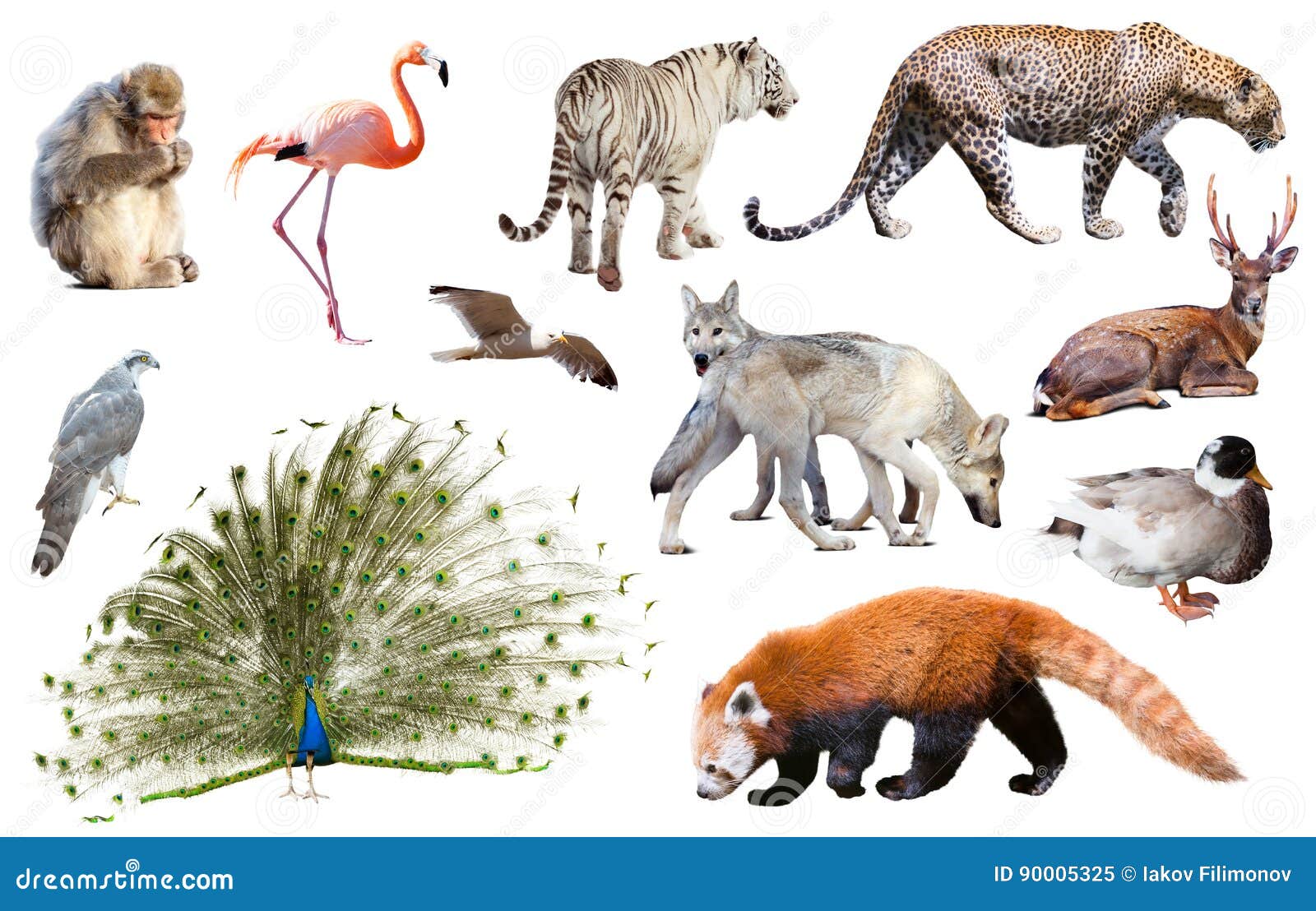 Animales de Asia aislados imagen de archivo. Imagen de ganso - 90005325