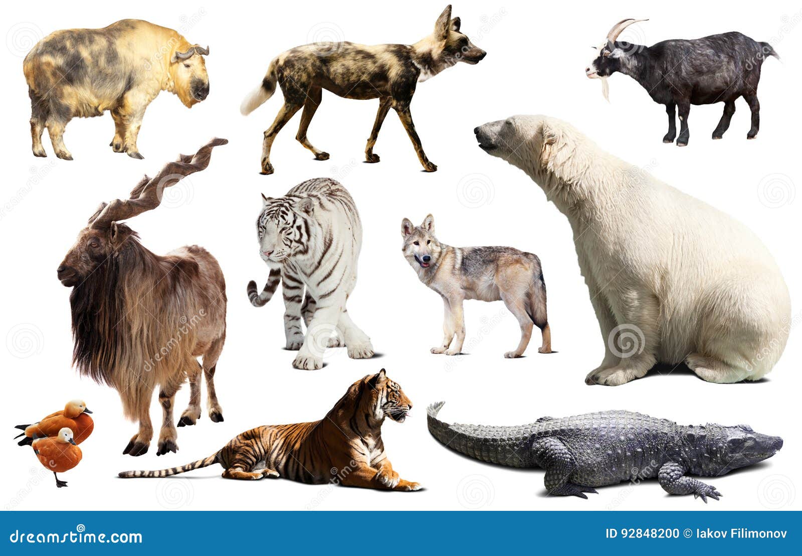 Animales de Asia aislados foto de archivo. Imagen de vuelo - 92848200