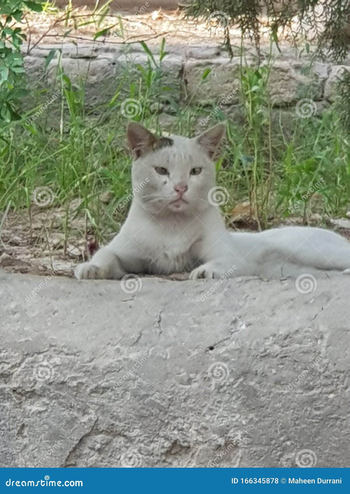 Animales De Gato Al Aire Libre Foto de archivo - Imagen de exterior ...