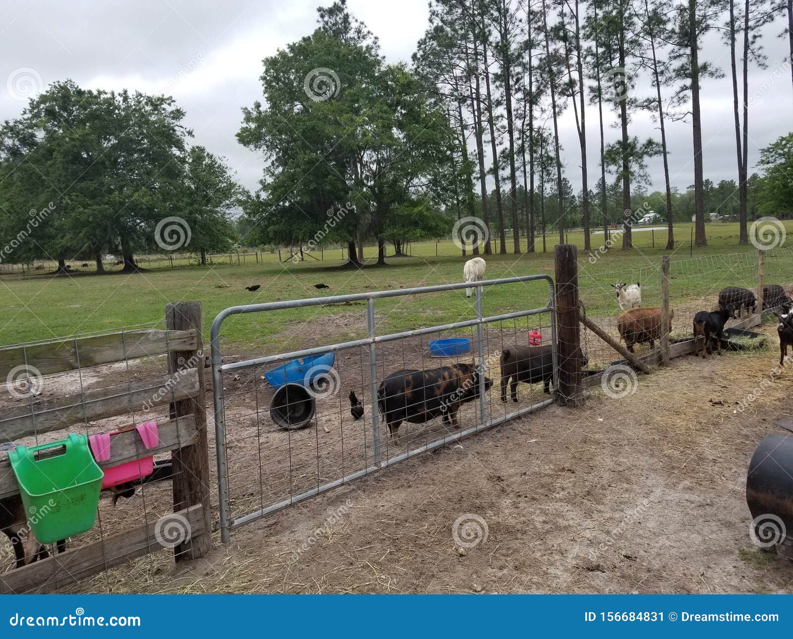 Animales De Granja Animales De Rancho Imagen de archivo - Imagen de ...