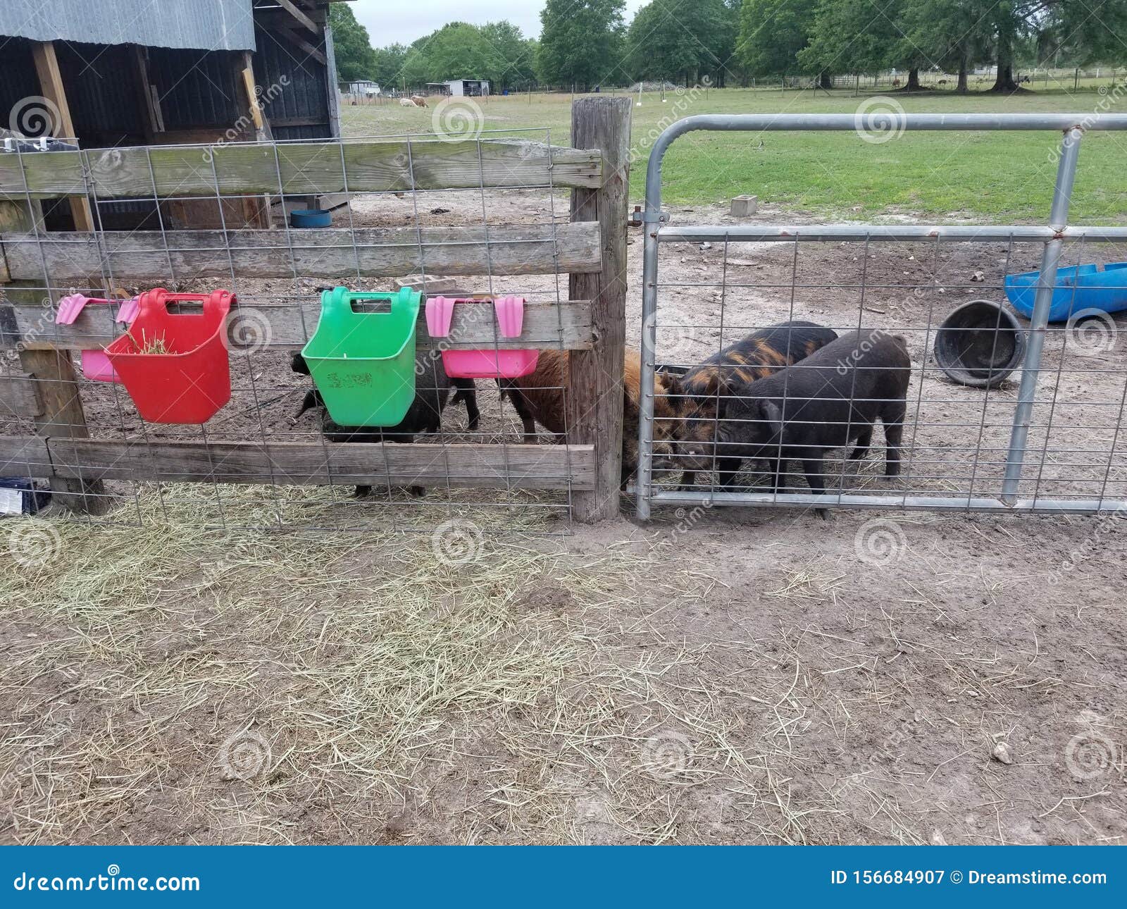 Animales De Granja Animales De Rancho Imagen de archivo - Imagen de ...