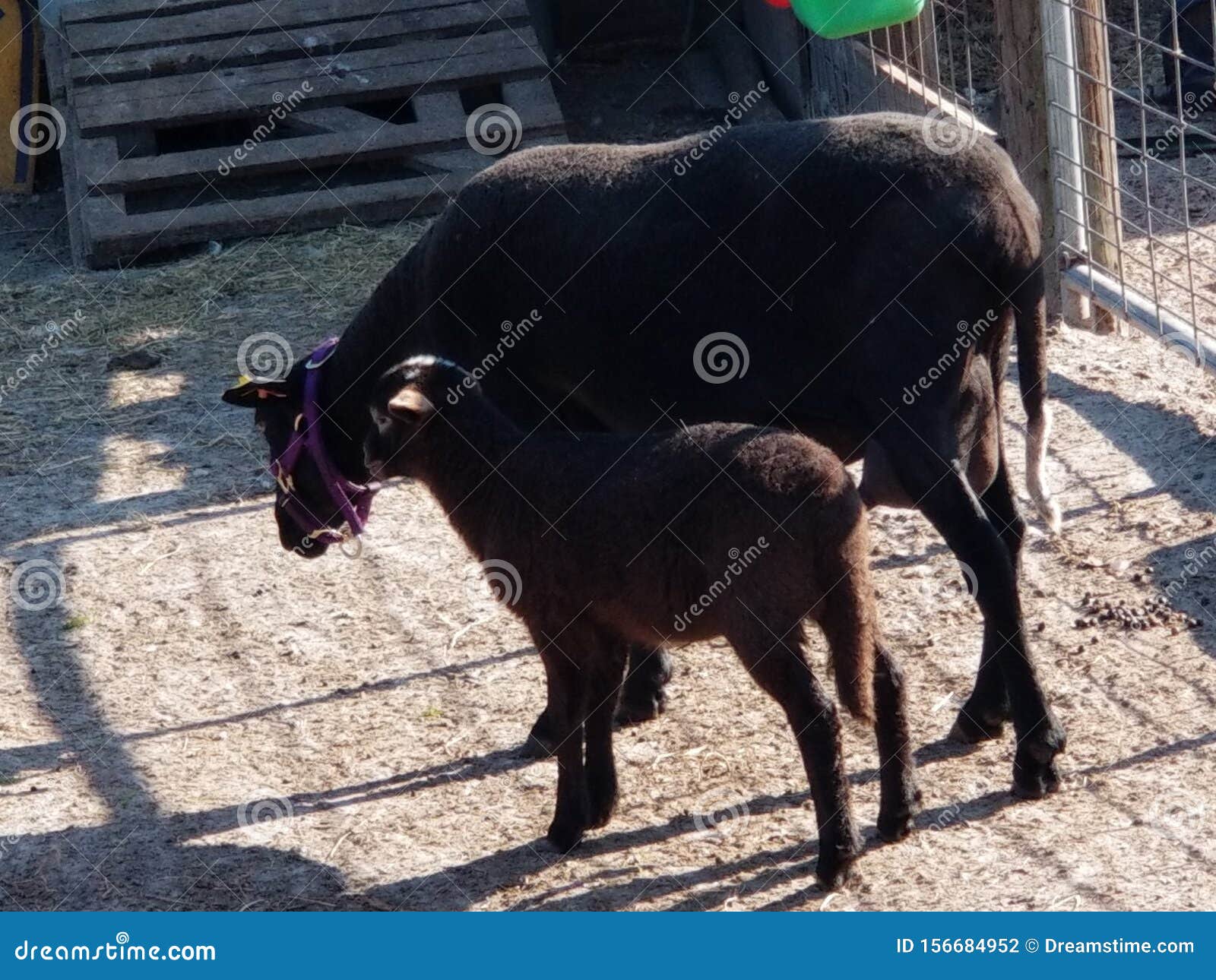 Animales De Granja Animales De Rancho Foto de archivo - Imagen de ...