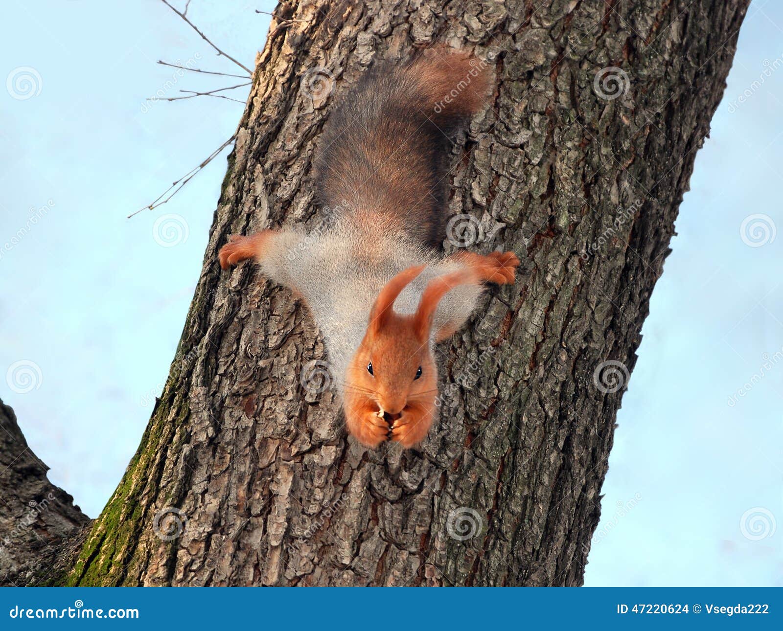 Animales De La Comida Ardilla Hermosa, Roja Foto de archivo - Imagen de ...