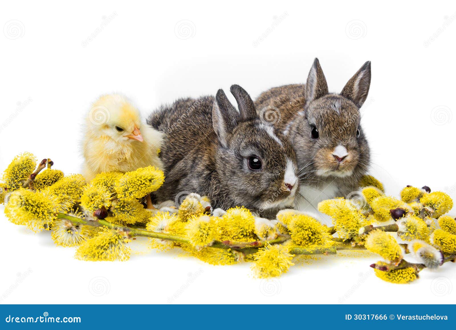 Animales de la primavera foto de archivo. Imagen de despierto - 30317666