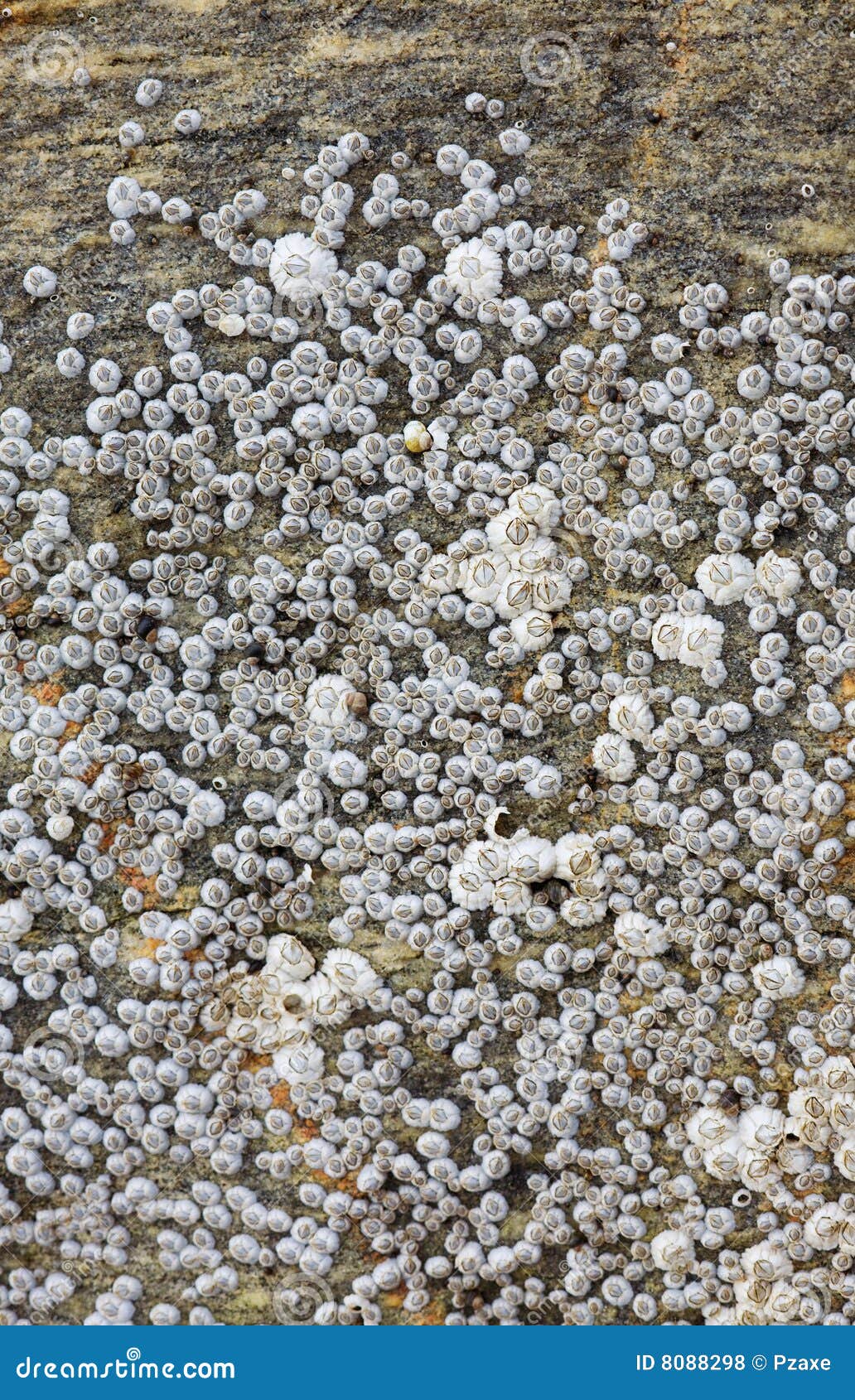 Animales De Mar - Lapa En Una Roca Foto de archivo - Imagen de copia ...