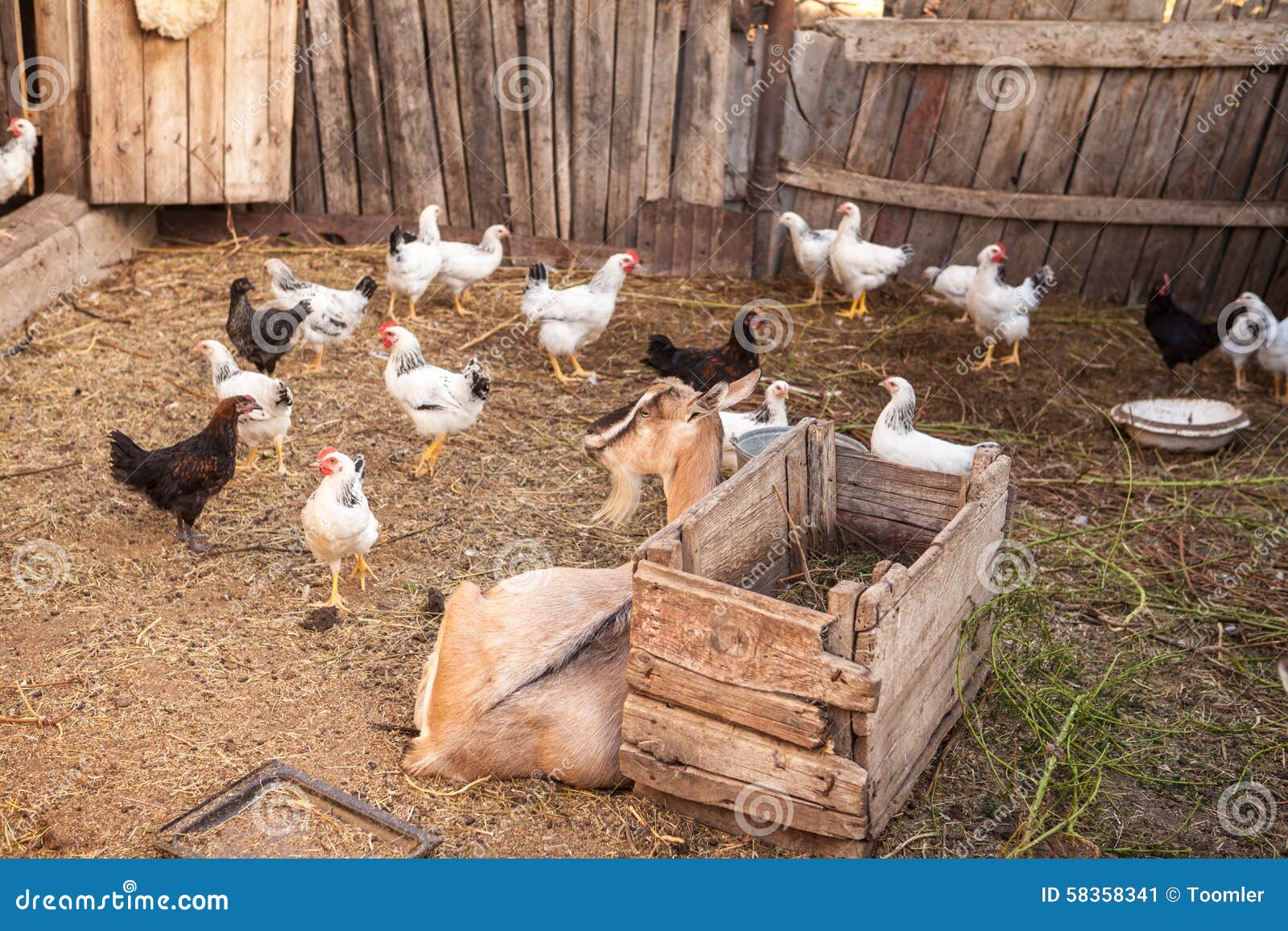 Animales del corral imagen de archivo. Imagen de suciedad - 58358341