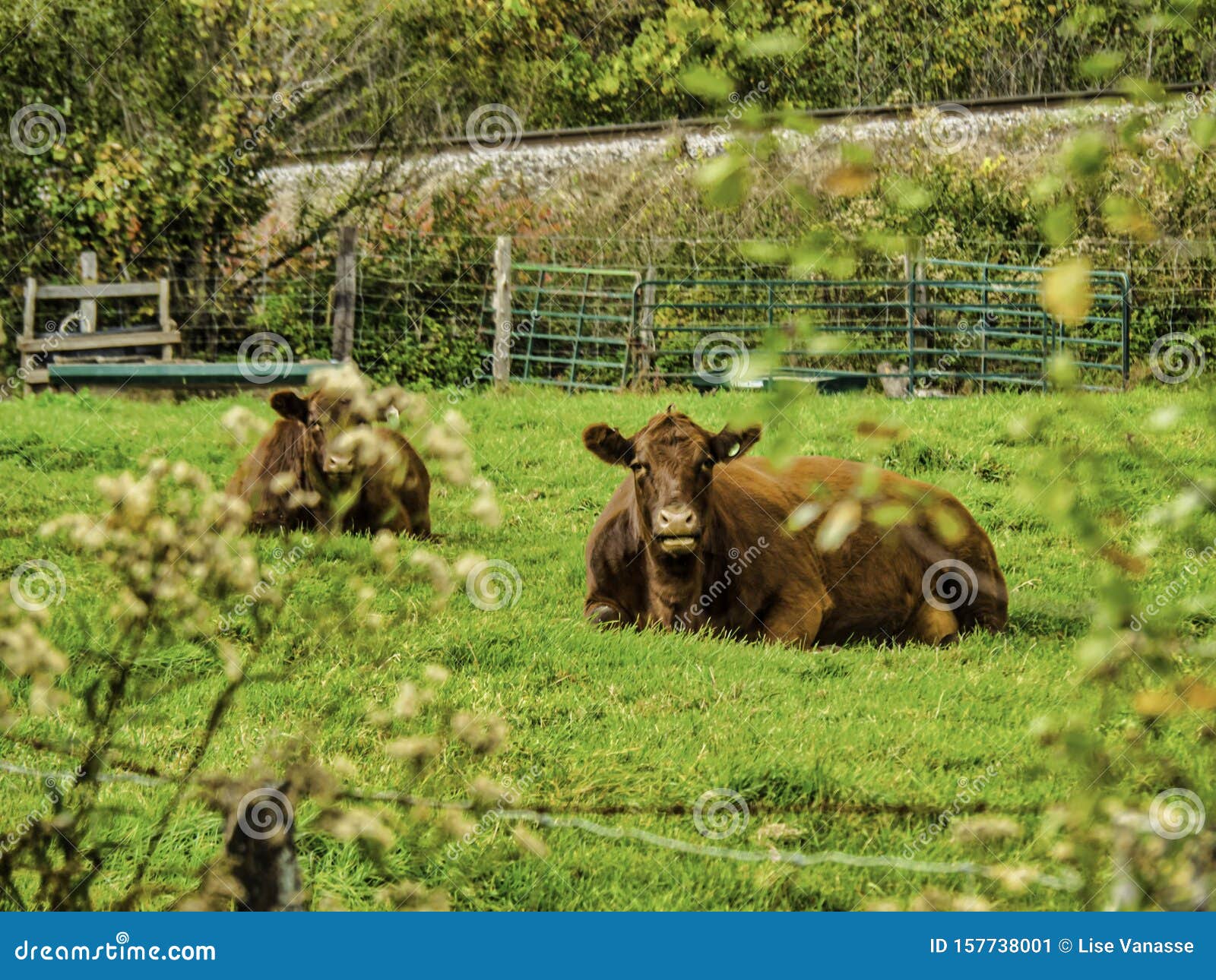 Animales Descansando En Un Campo Imagen de archivo - Imagen de ...
