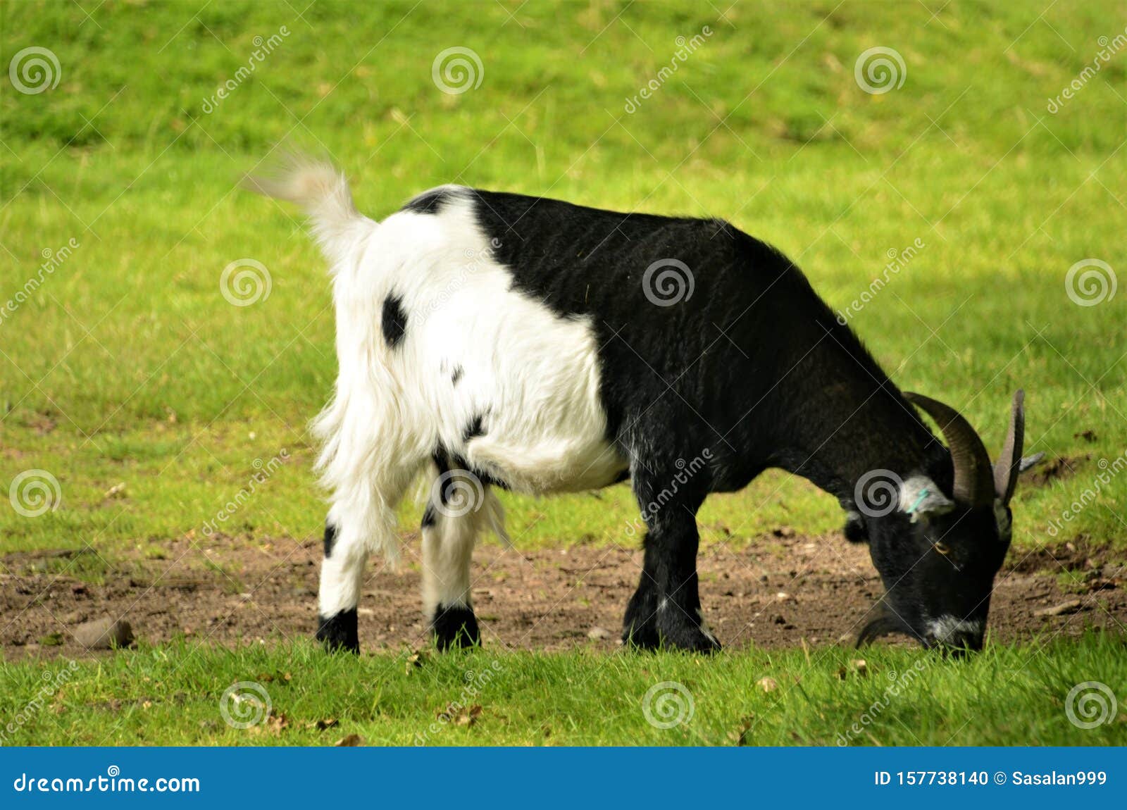 Animales En Cautiverio - Cabra Pigmea Foto de archivo - Imagen de pluma ...
