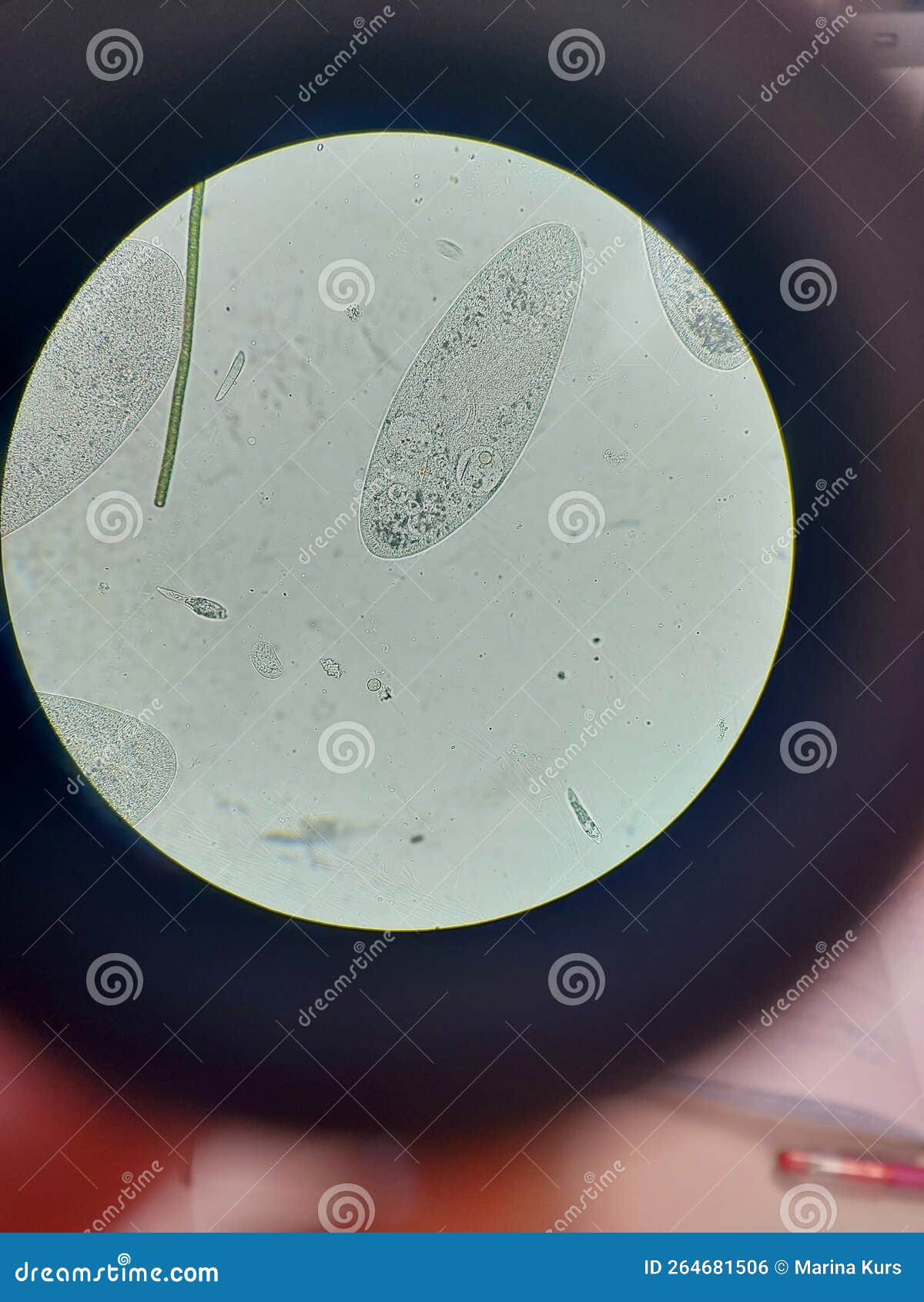 Animales en el microscopio foto de archivo. Imagen de desvanecimiento ...