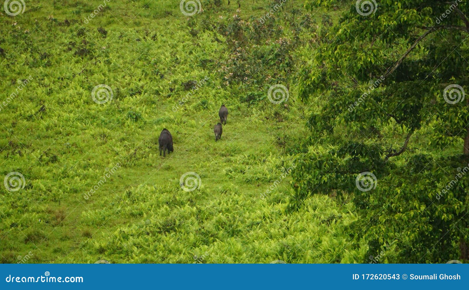 Animales En La Pradera Verde Imagen de archivo - Imagen de pasto ...