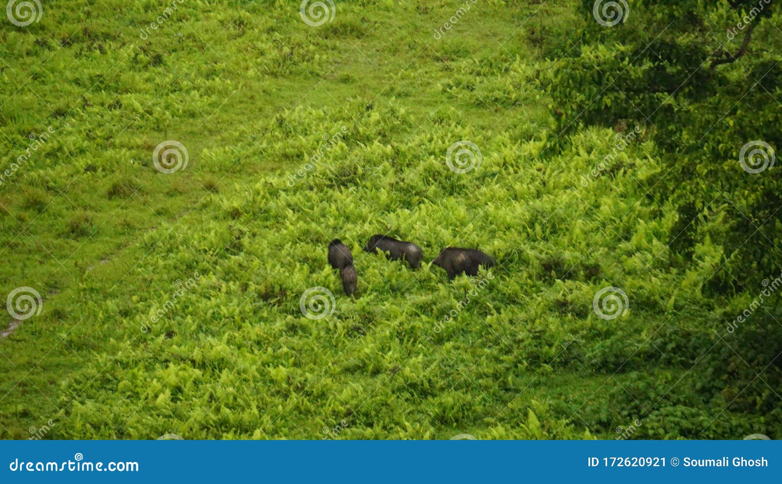 Animales En La Pradera Verde Imagen de archivo - Imagen de pasto ...