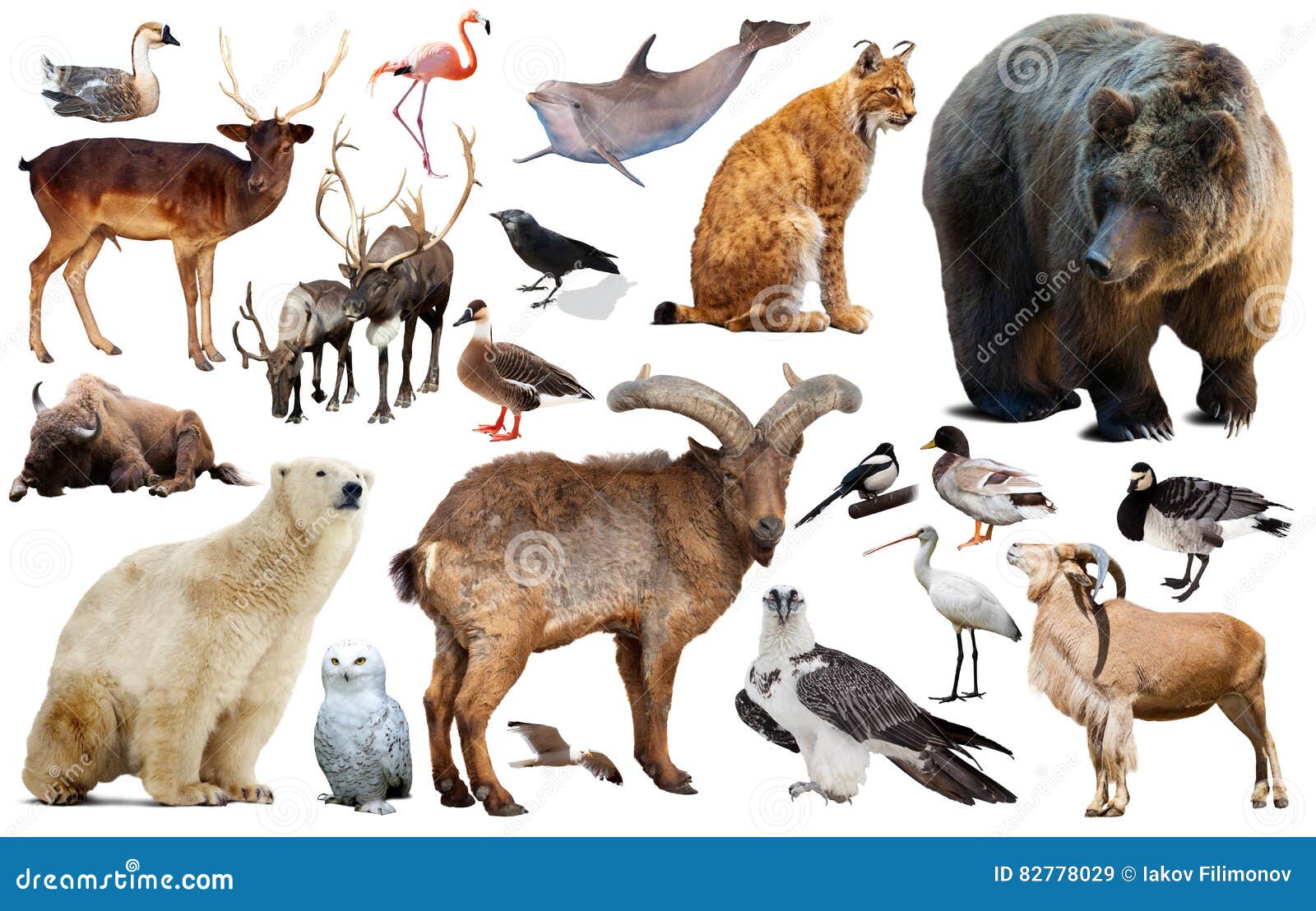 Animales europeos aislados imagen de archivo. Imagen de garceta - 82778029