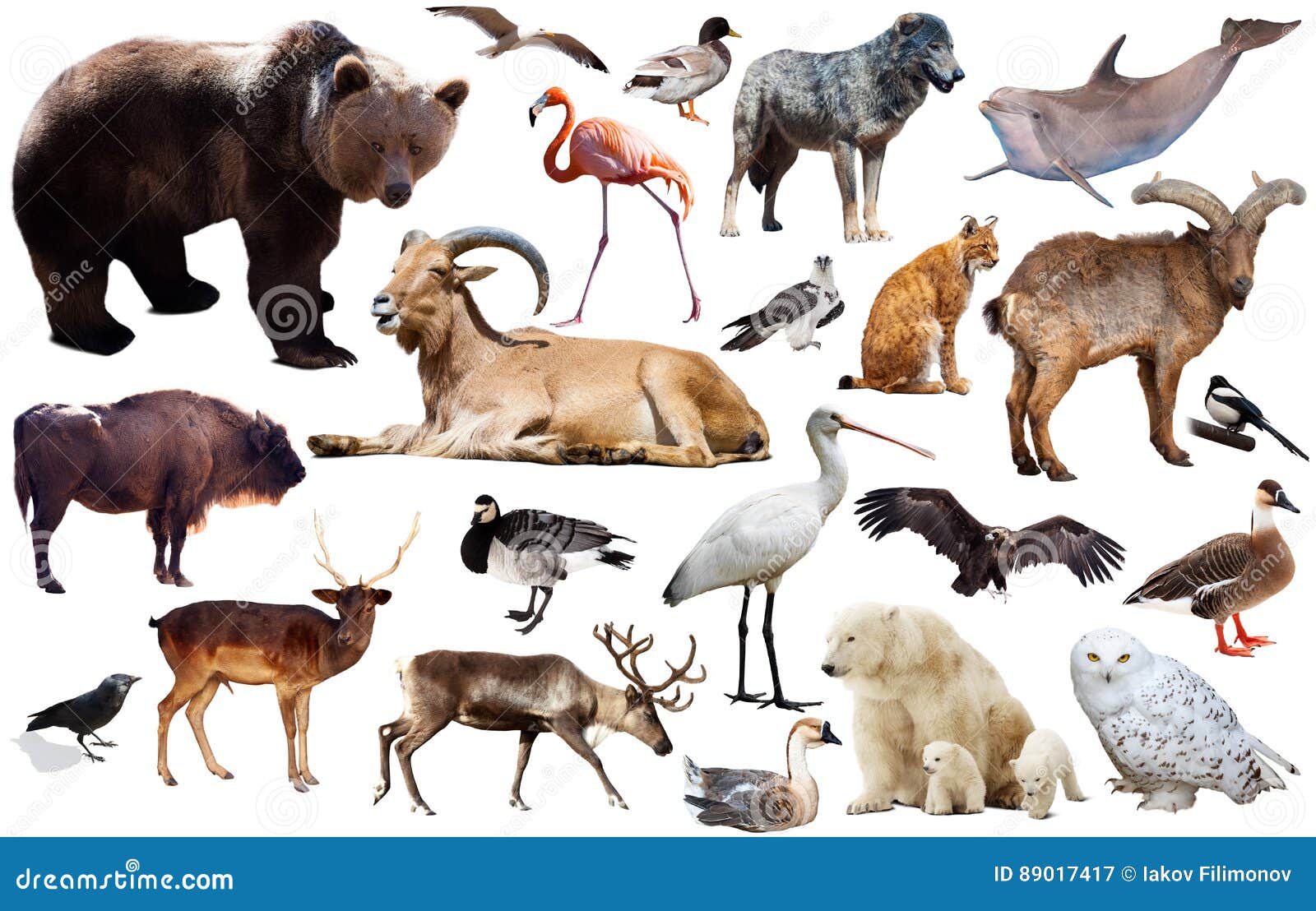 Animales europeos aislados imagen de archivo. Imagen de toro - 89017417