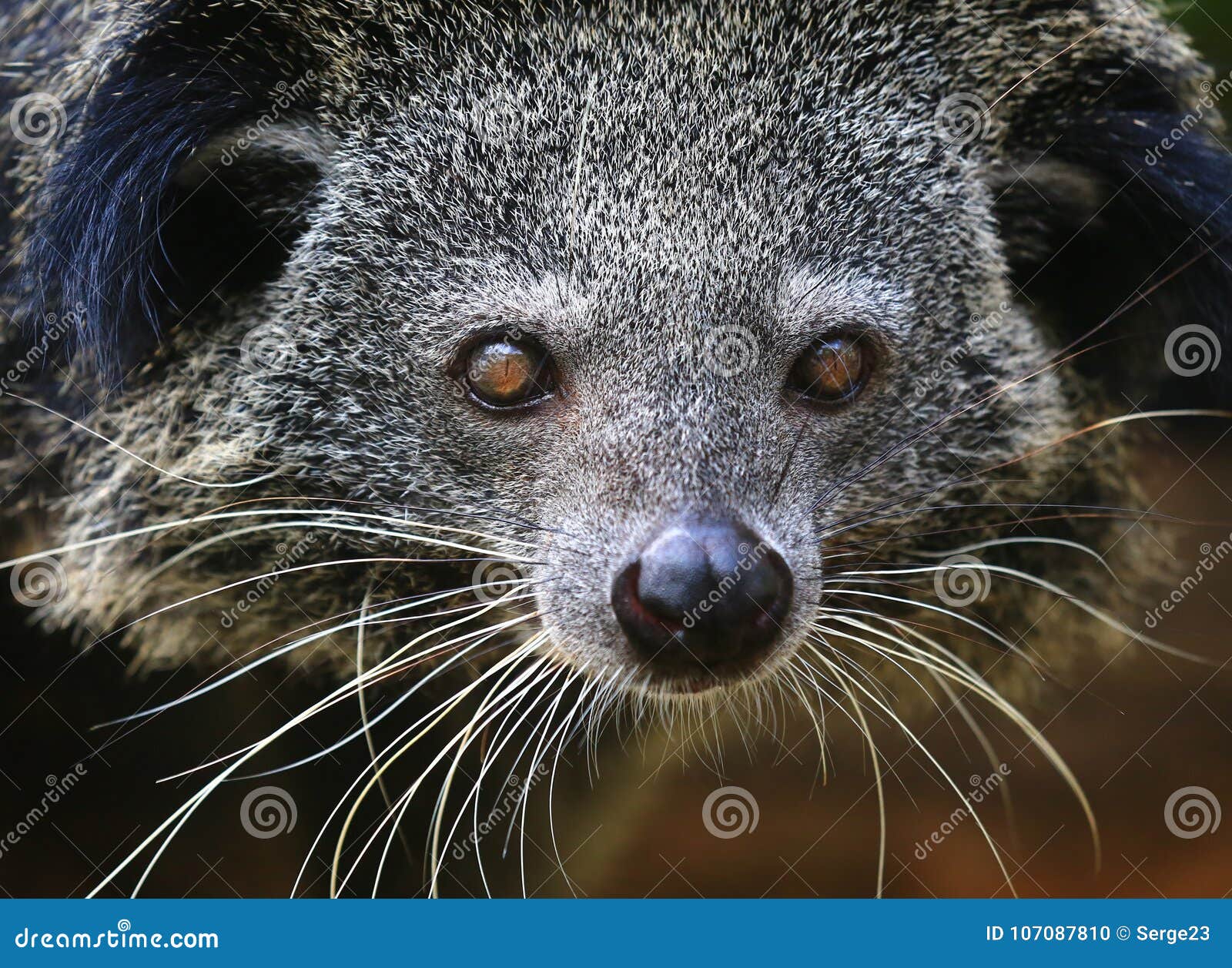 Animales inusuales y raros foto de archivo. Imagen de vida - 107087810
