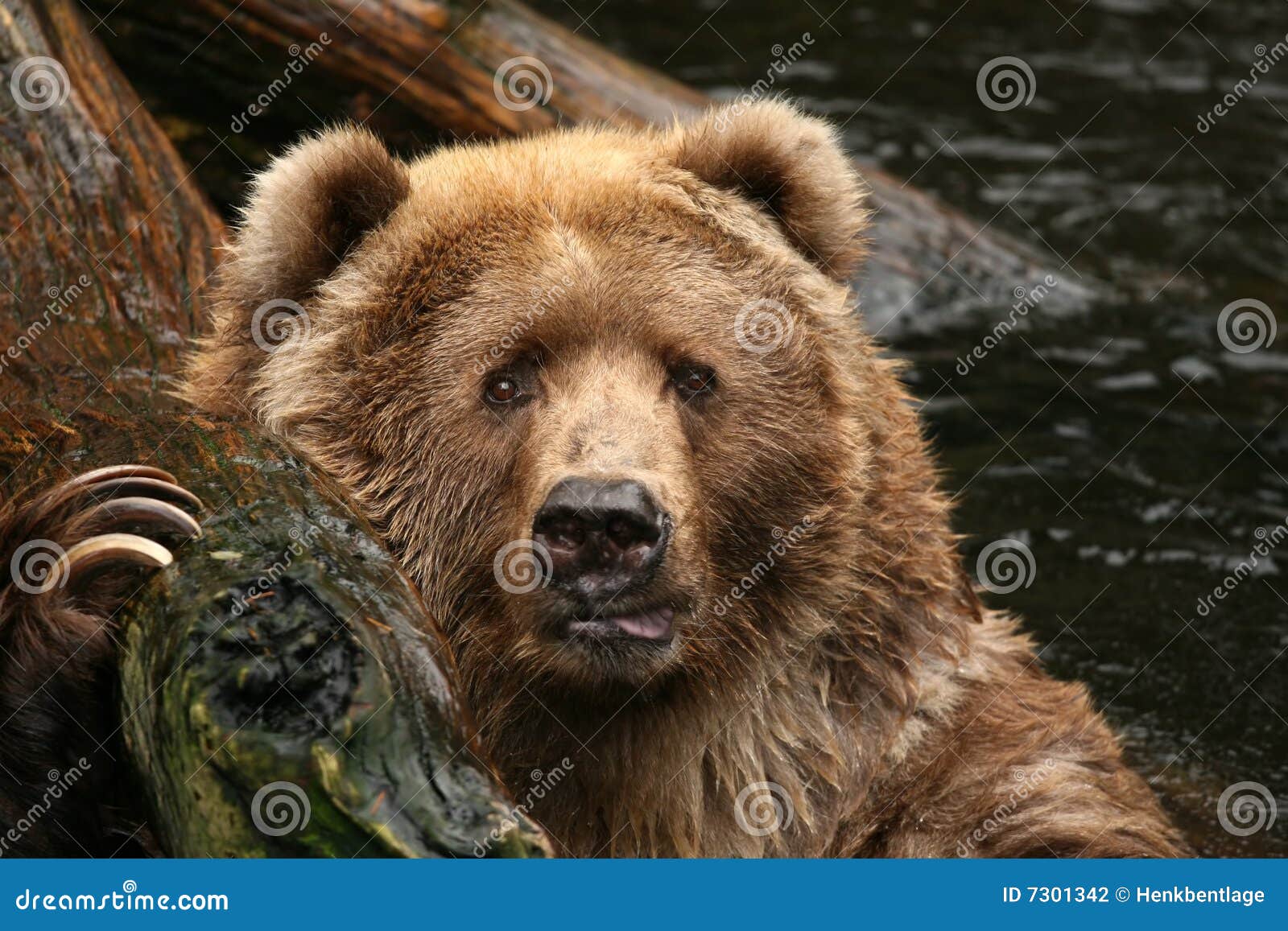 Animales: Oso que le mira foto de archivo. Imagen de piel - 7301342