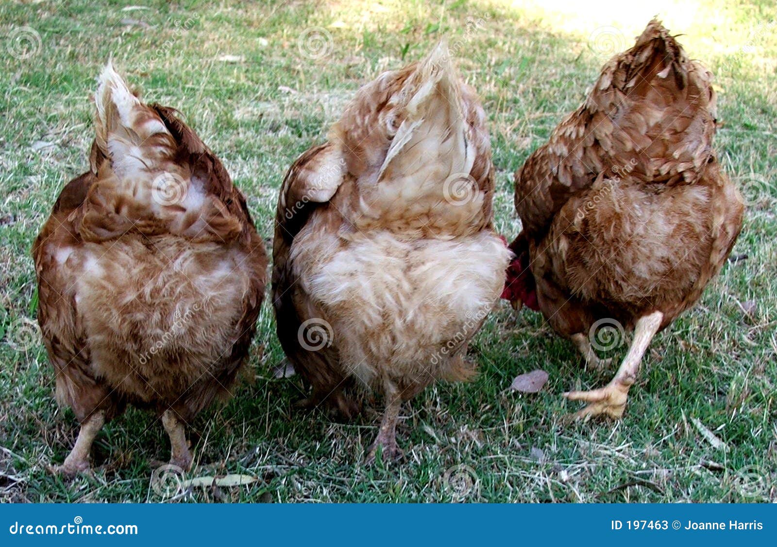 Animales - pollos imagen de archivo. Imagen de extremo - 197463