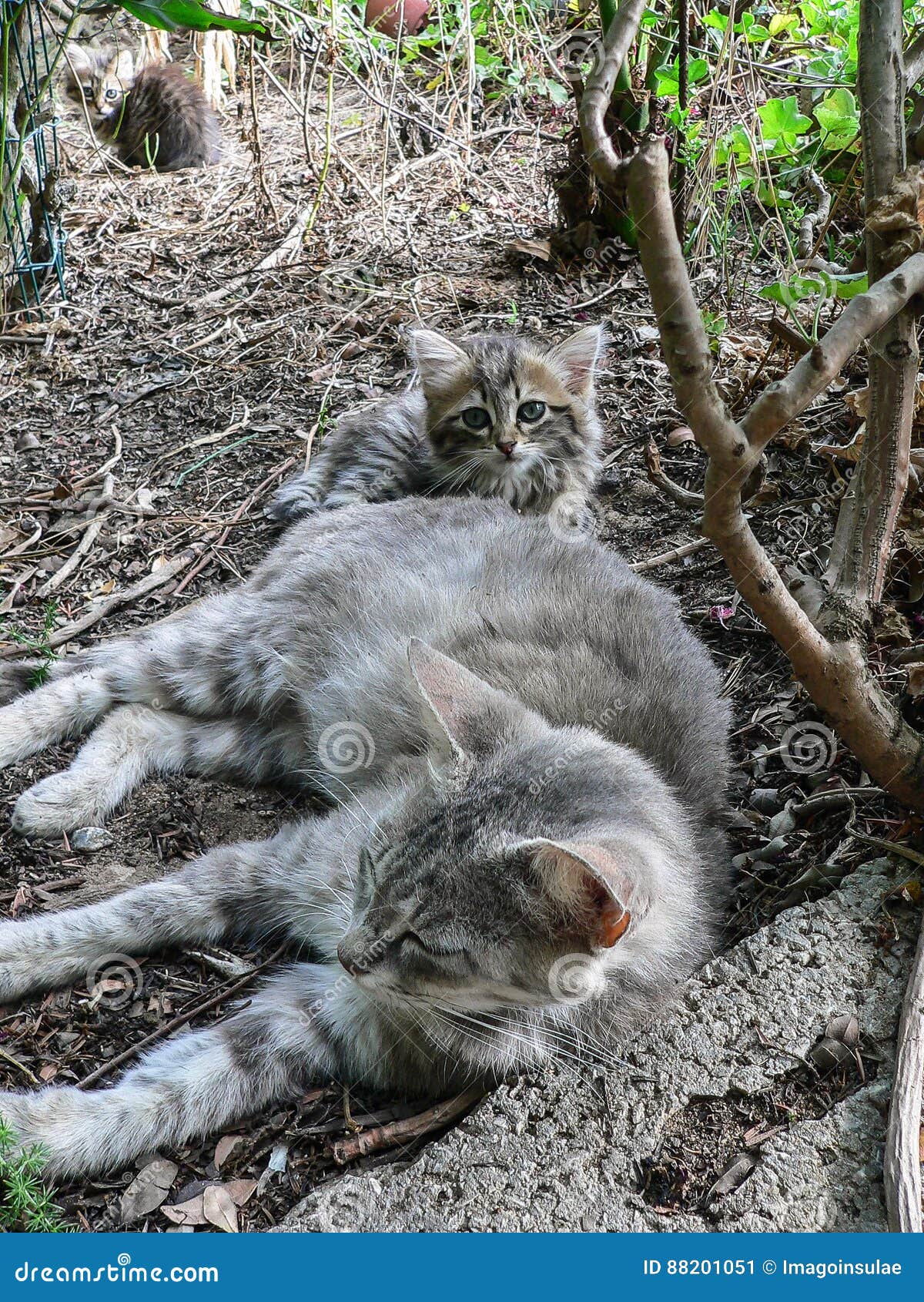 Animali Felis catus immagine stock. Immagine di gatto - 88201051