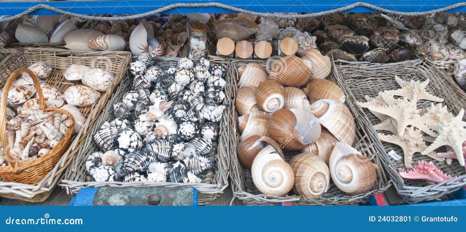 Animali invertebrati immagine stock. Immagine di striato - 24032801