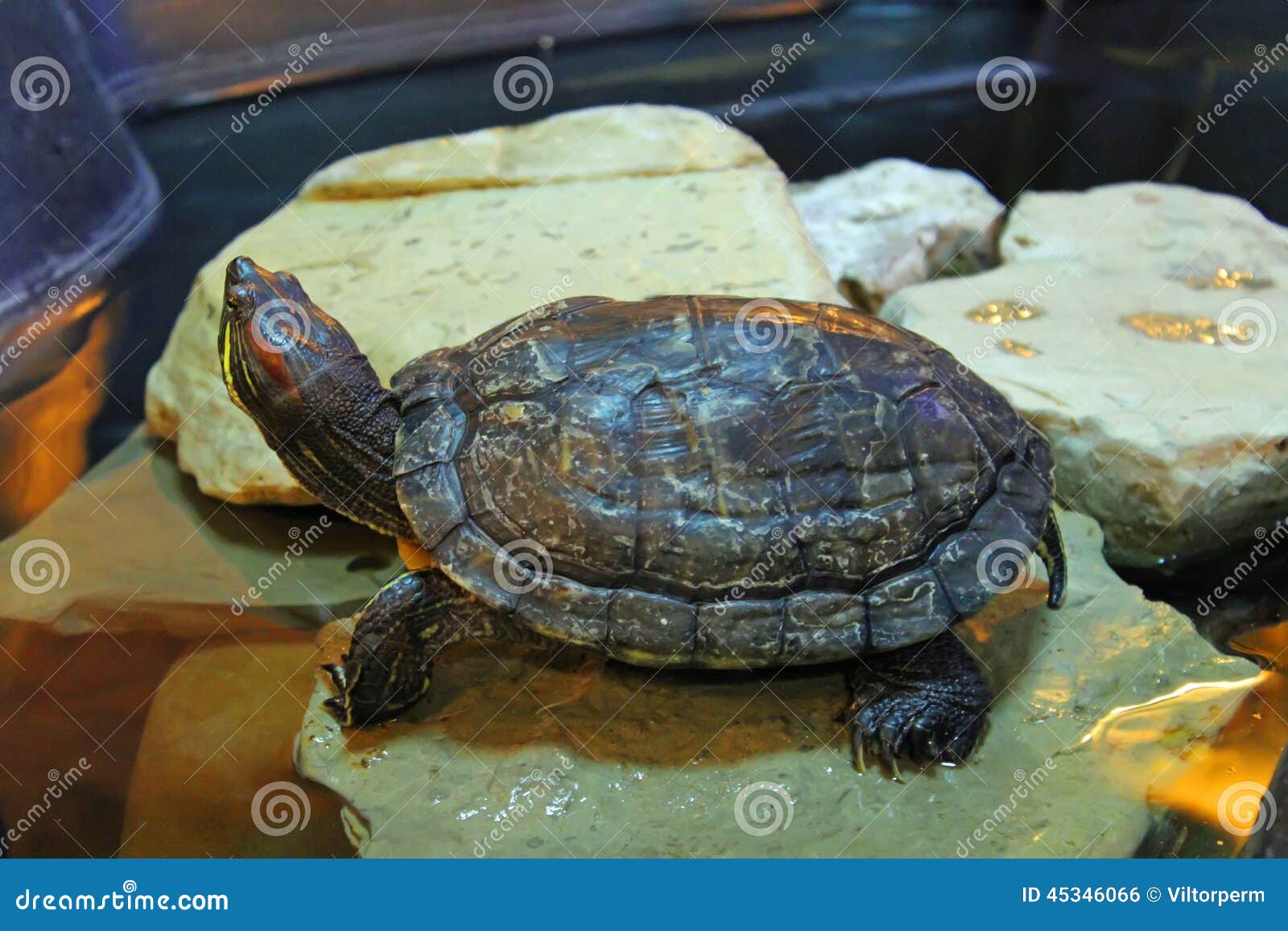 Animali rari in una gabbia fotografia stock. Immagine di umano - 45346066