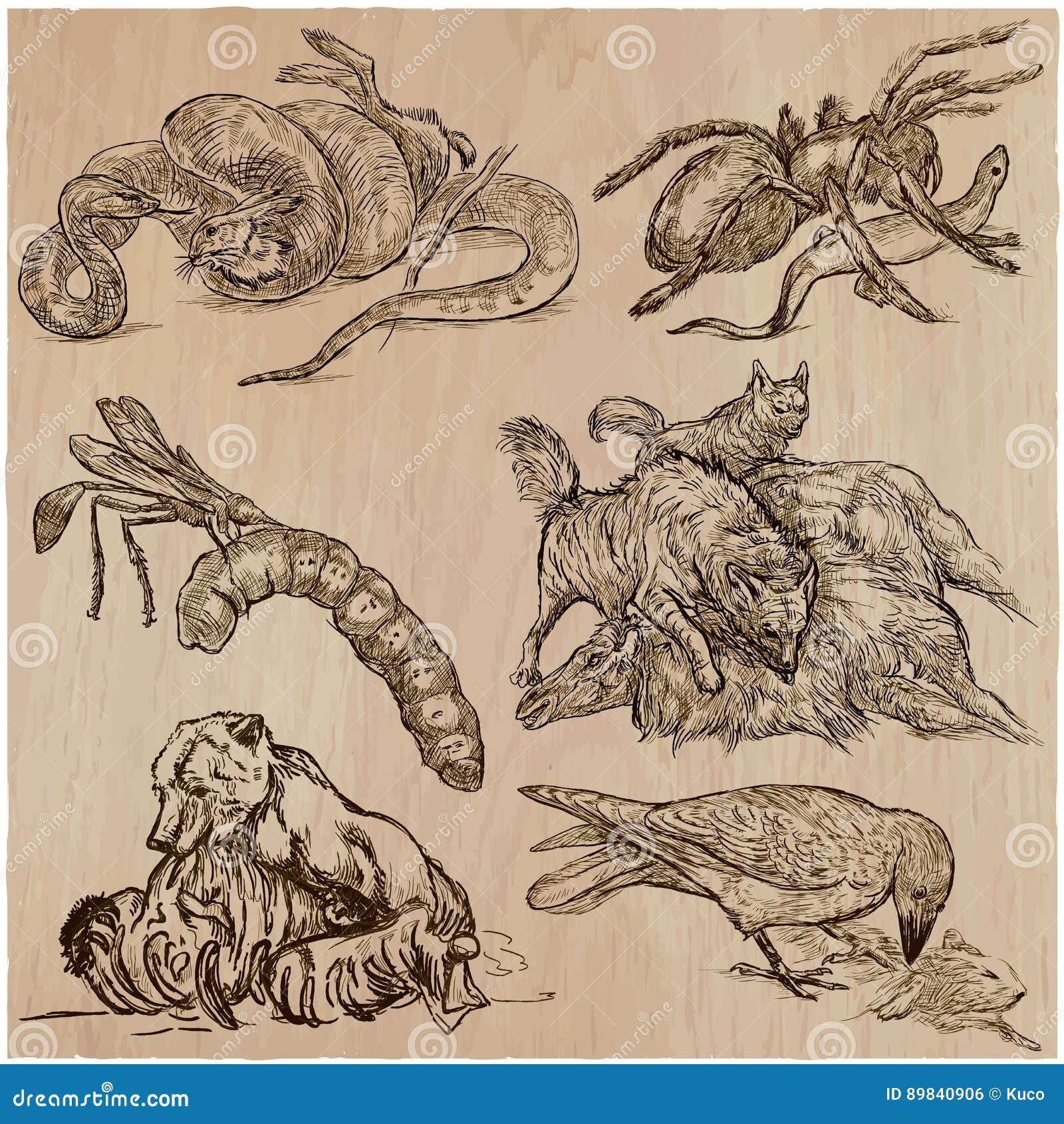 Animals in Action, Predators - an Hand Drawn Vector Illustration Stock ...