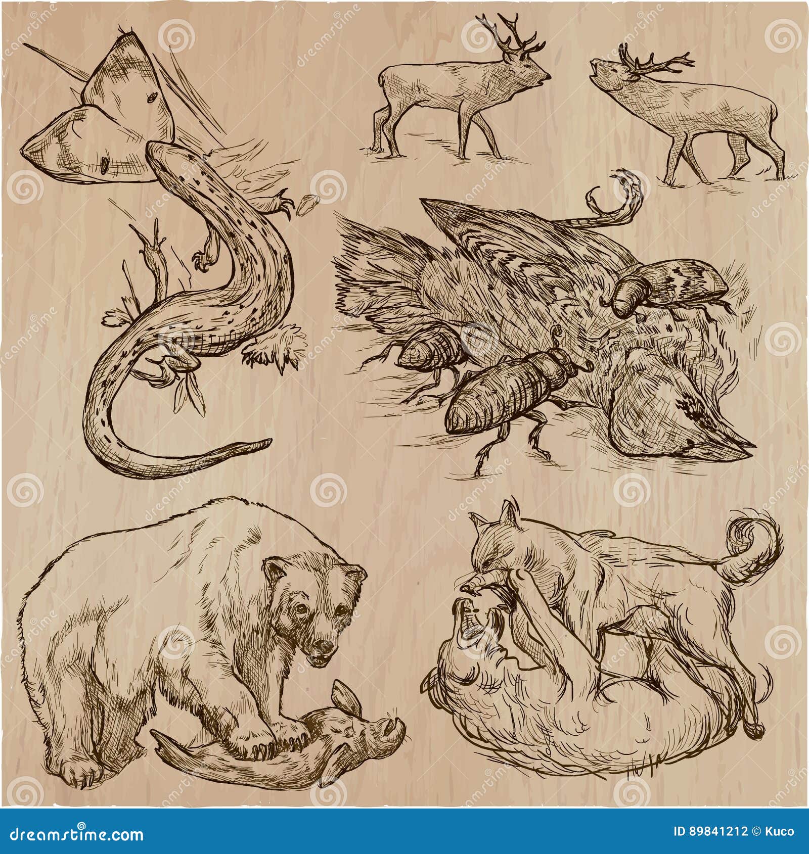 Animals in Action, Predators - an Hand Drawn Vector Illustration Stock ...