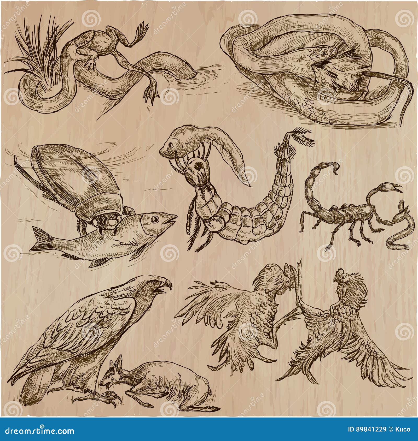 Animals in Action, Predators - an Hand Drawn Vector Illustration Stock ...