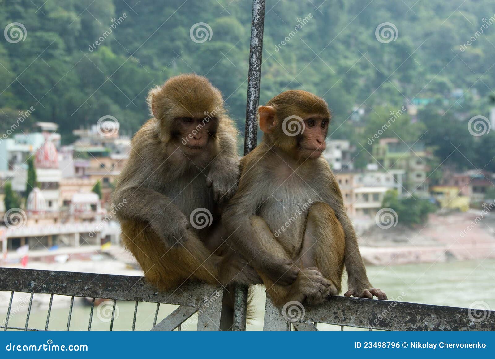 Animals amongst people stock photo. Image of expressive - 23498796