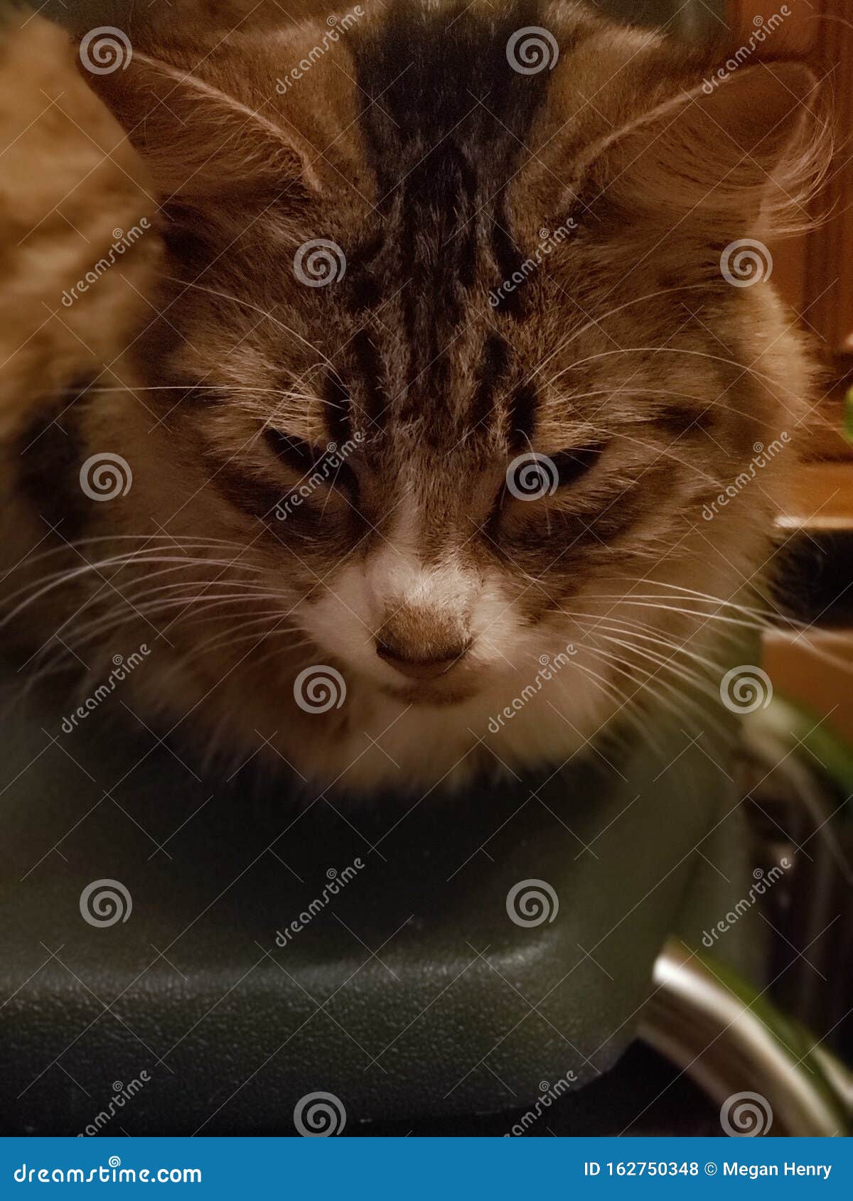 Animals stock photo. Image of resting, kitty, purr, animals - 162750348