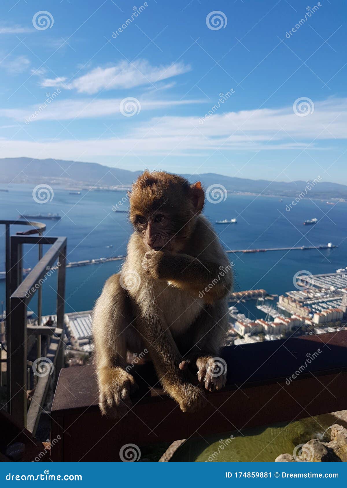 Animals stock image. Image of sunset, monkey, beby, gibraltar - 174859881