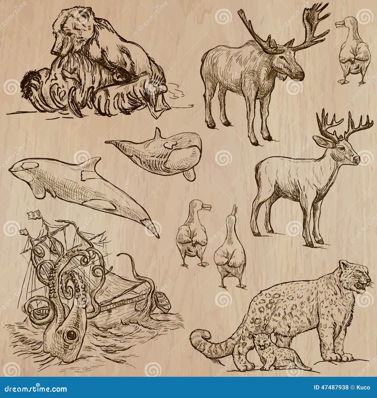 Animals Around the World (part 5). Hand Drawn Vector Pack. Stock Vector ...