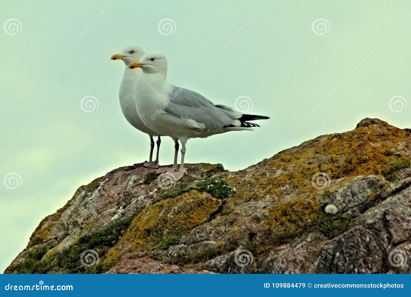 Animals, Avian, Beaks Picture. Image: 109884479