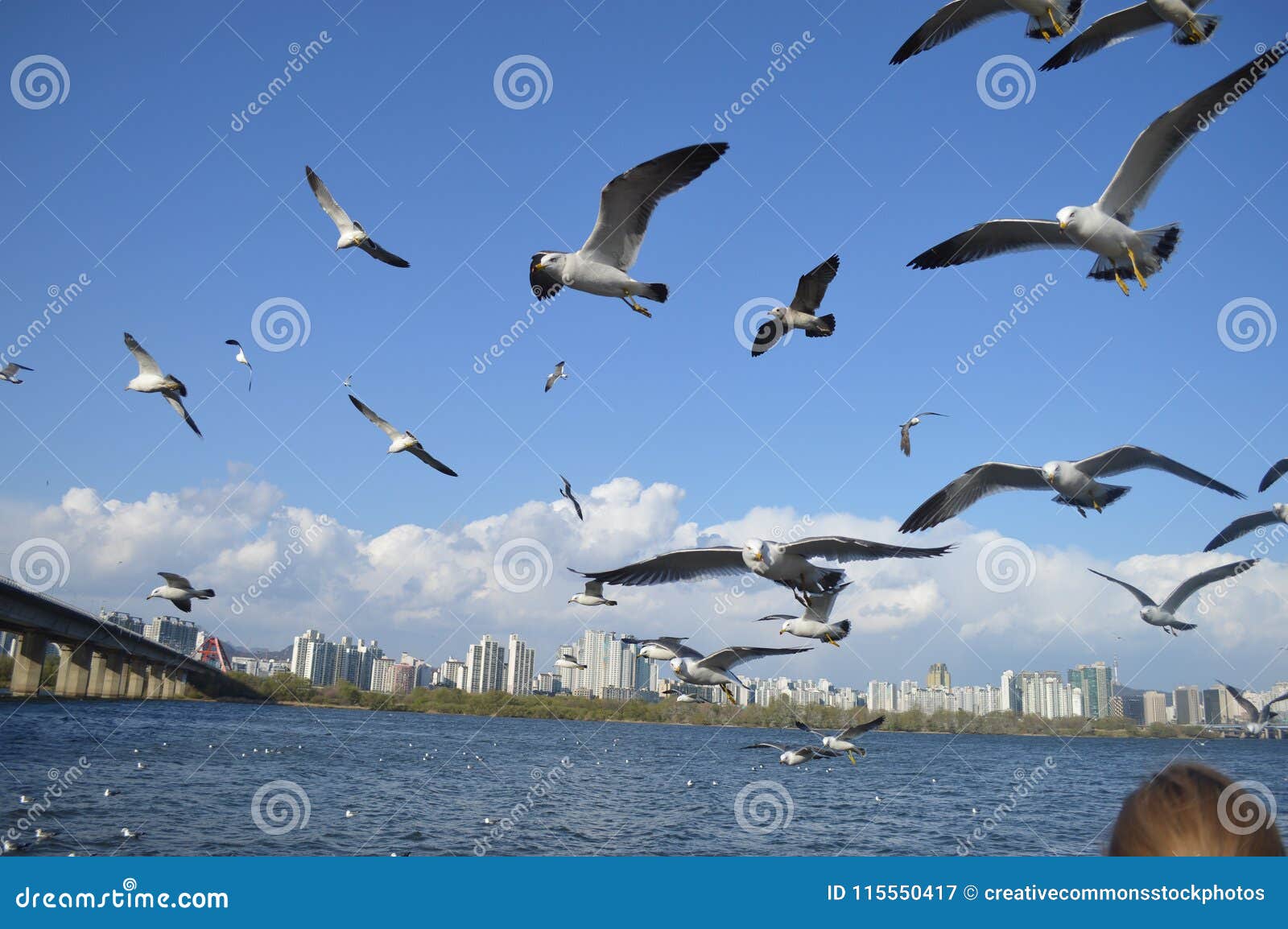 Animals, Avian, Birds Picture. Image: 115550417