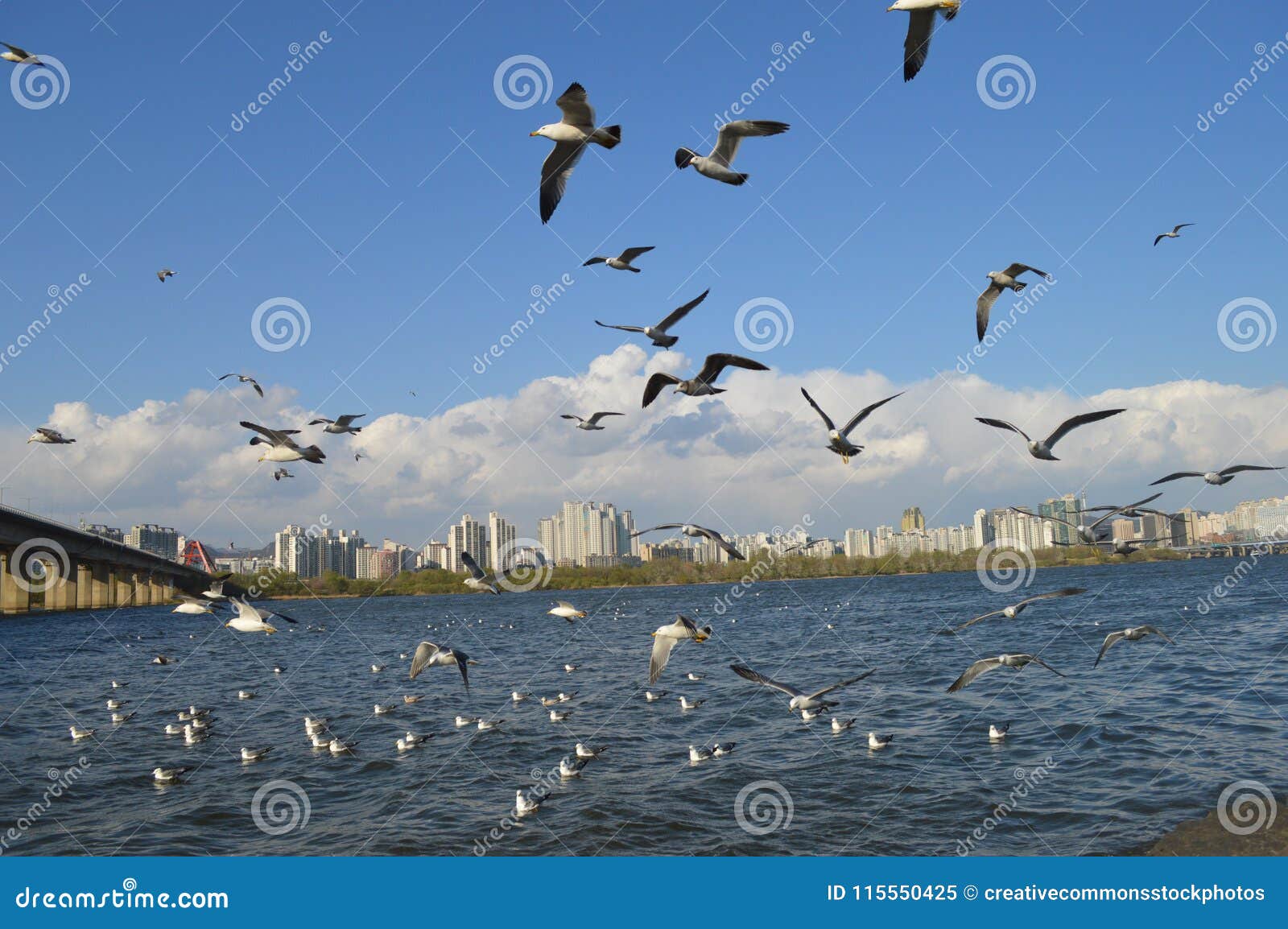 Animals, Avian, Birds Picture. Image: 115550425