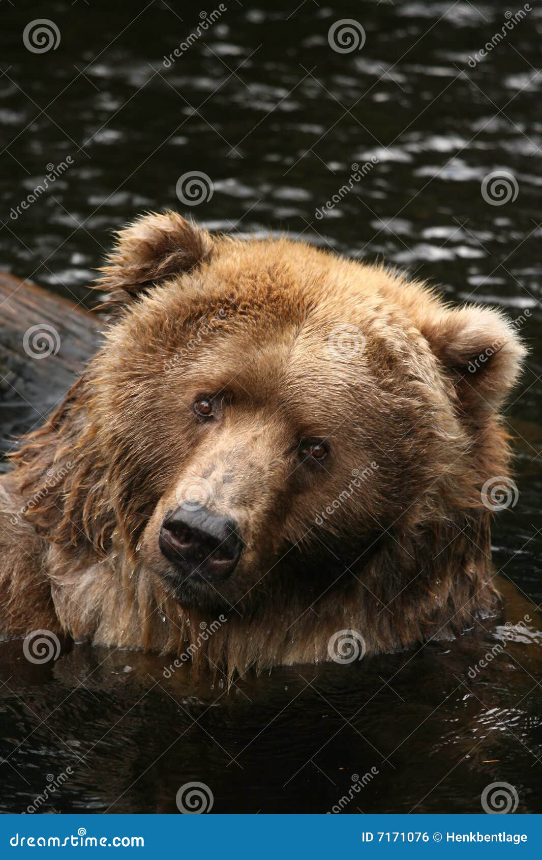 Animals: Bear Looking at You Stock Photo - Image of brown, nose: 7171076