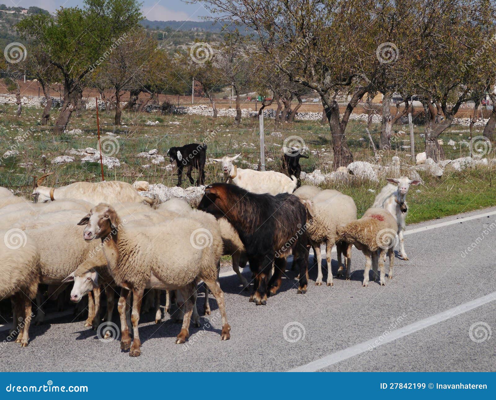 Animals with Bells in Puglia Stock Image - Image of animals, bell: 27842199