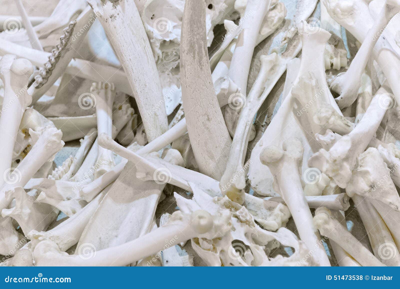 Animals bones stock photo. Image of head, animals, biology - 51473538