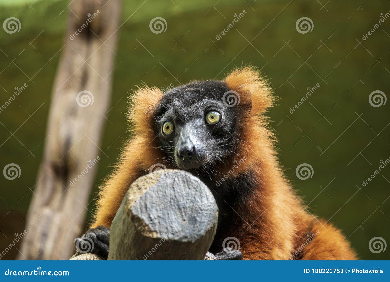Animals in the Botanical Garden Stock Photo - Image of closeup ...