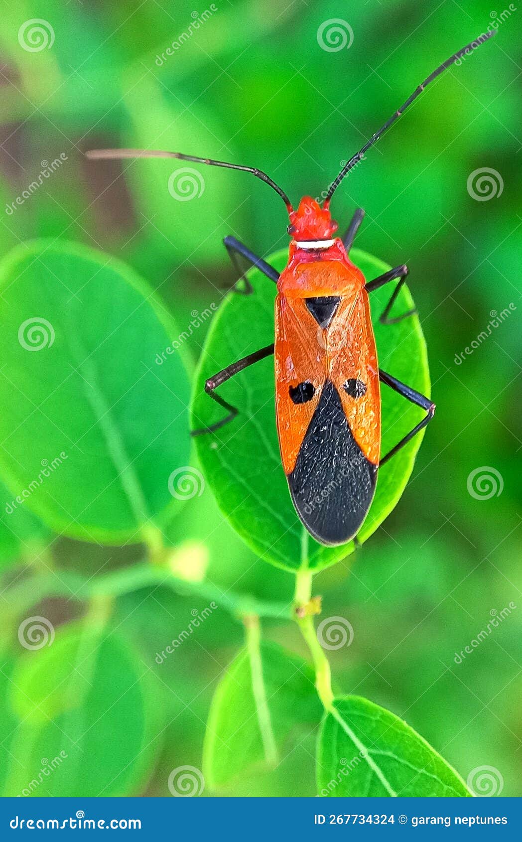 Animals bug at grass stock photo. Image of beetle, flower - 267734324