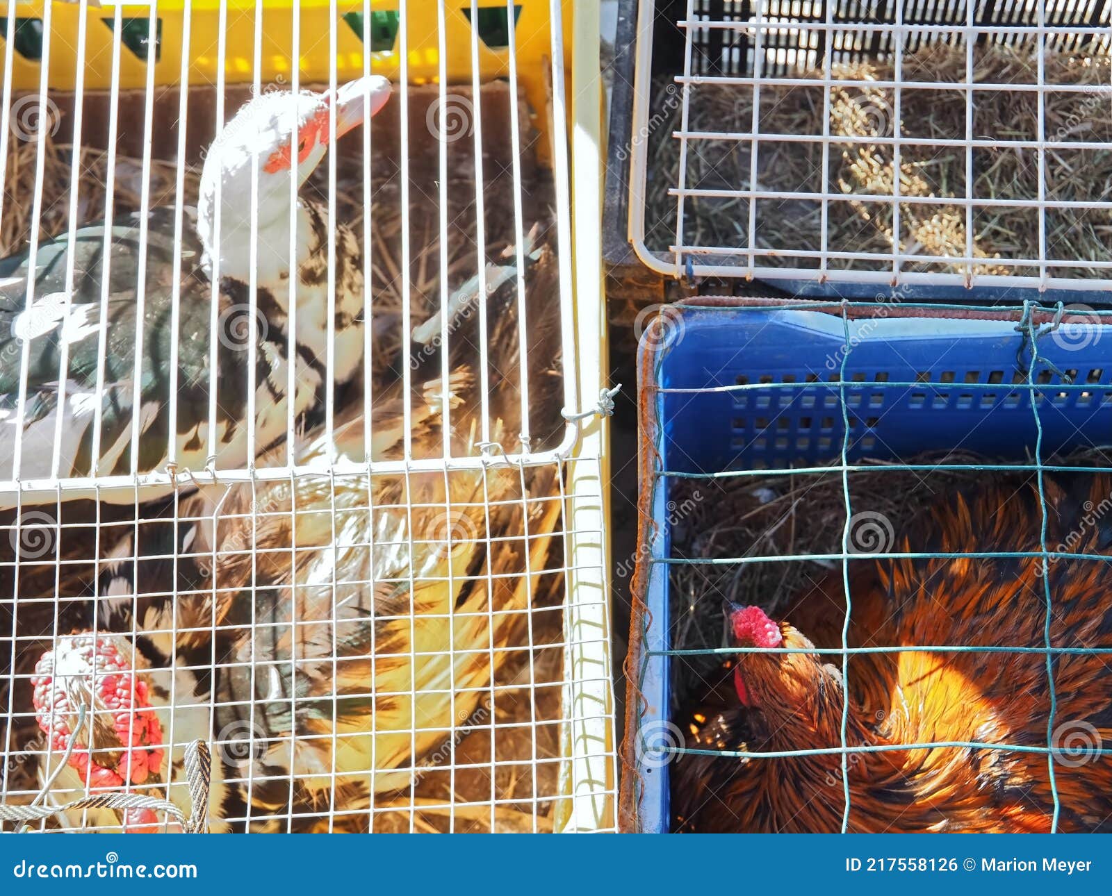 Animals in a Cage, Trade with Animals on a Local Market Stock Photo ...