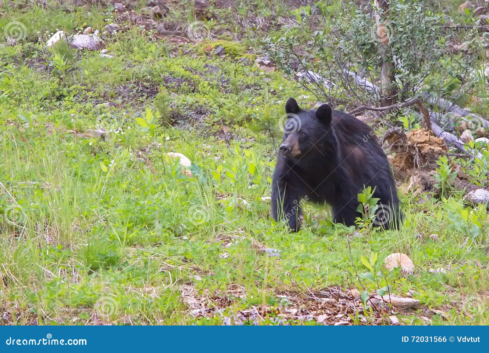 Animals of Canadian Rockies Stock Photo - Image of bear, alberta: 72031566