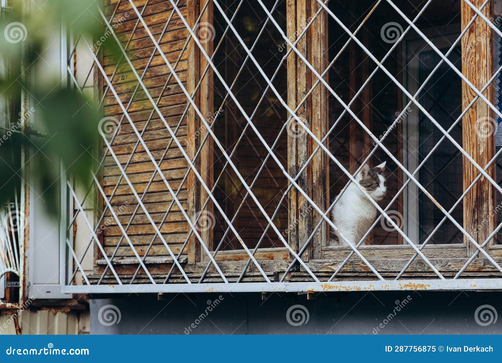Animals in Captivity, a Cat on the Window Behind Bars Stock Image ...