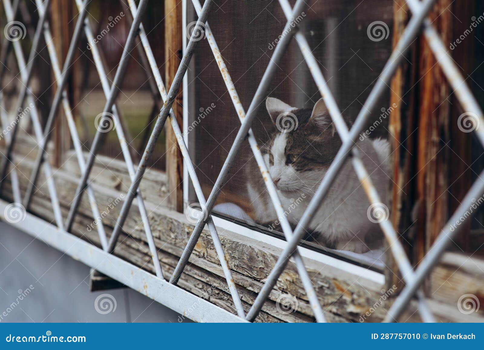 Animals in Captivity, a Cat on the Window Behind Bars Stock Photo ...