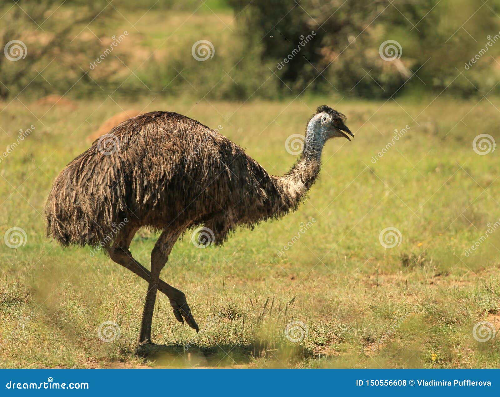 Emu Bird Running