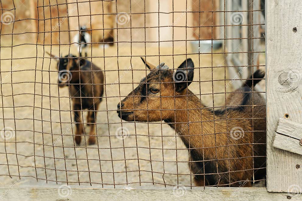 Animals in captivity. stock image. Image of wildlife - 78049847