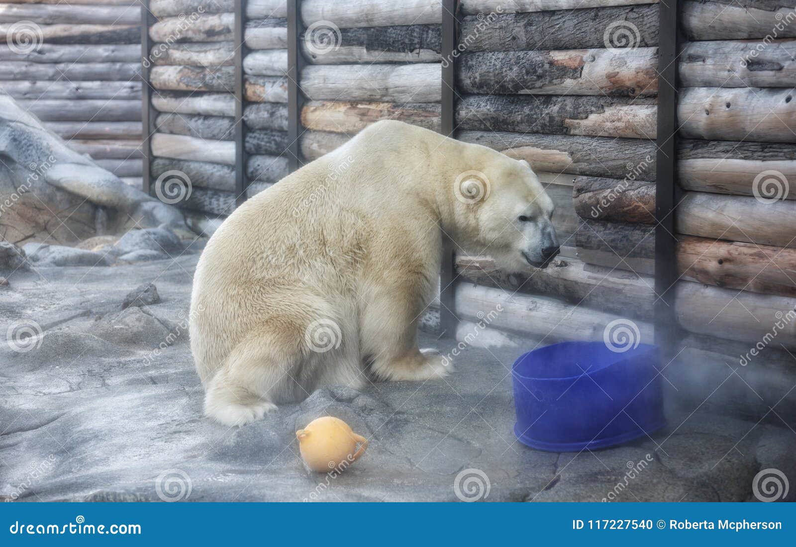 Animals in captivity stock photo. Image of large, looking - 117227540